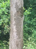 Gezin al twee weken op de vlucht: ‘Duizenden rupsen kruipen over ons ...