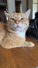 Heb jij Leo, Pip of Grumpy gezien? Deze vier huisdieren worden in ...