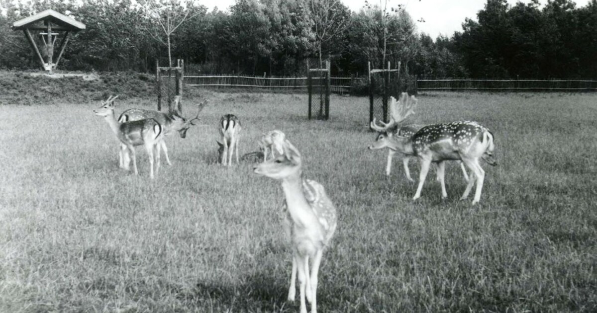 Even kijken bij de hertjes was decennia terug al vaste prik | Voorne ...