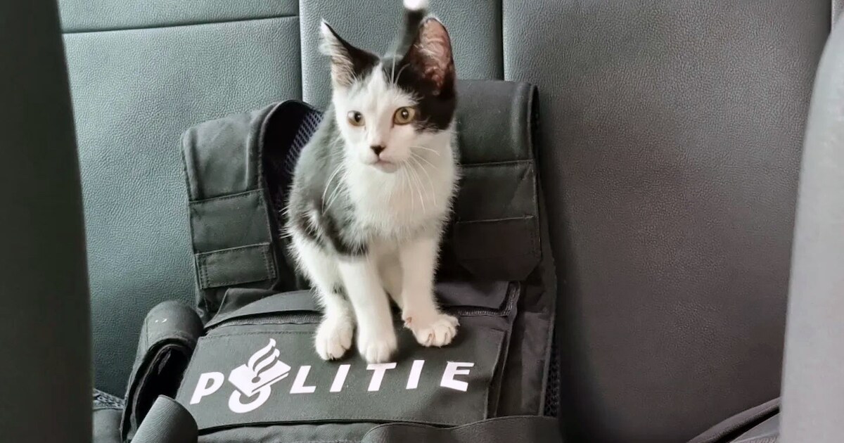 Wijkagent Gerjan redt kitten, maar loopt zelf te hoesten en te proesten ...