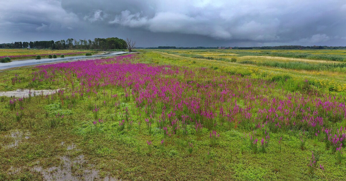 Kattenstaart als kleurige blikvanger in de Noordwaard | VAN NATURE | AD.nl