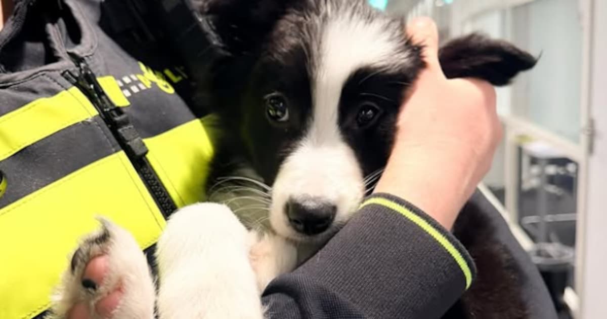 Gezin kapot na inbeslagname van puppy Ira, die vastzat op balkon: ‘Zij ...