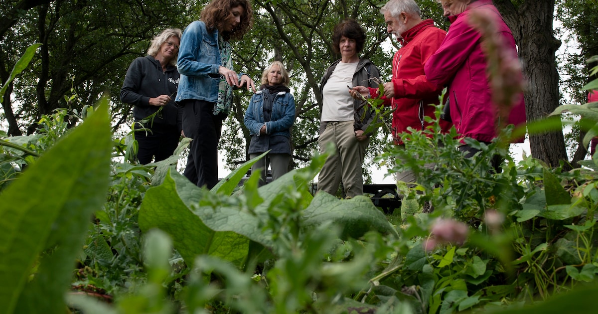 Leer alles over eetbare en giftige planten tijdens kruidenwandeling in ...