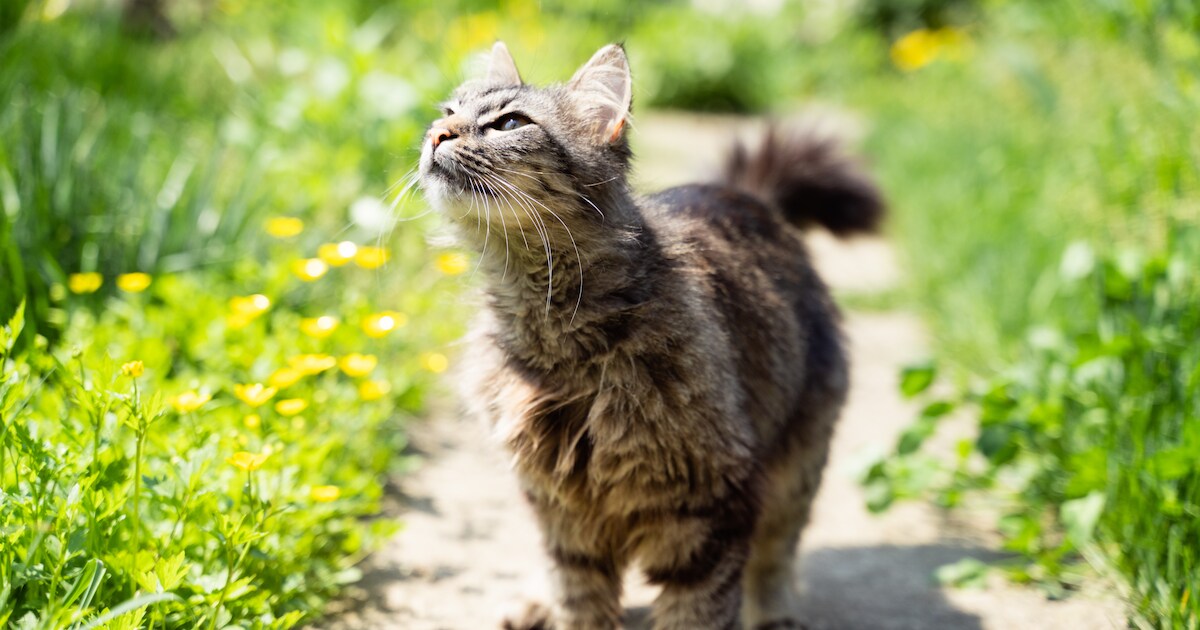 Kat reist 1000 kilometer om baasje terug te vinden | Bizar | AD.nl