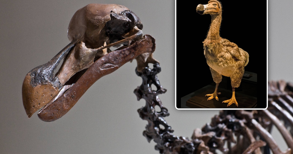Amerikaanse start-up zegt uitgestorven dodo tot leven te kunnen wekken ...