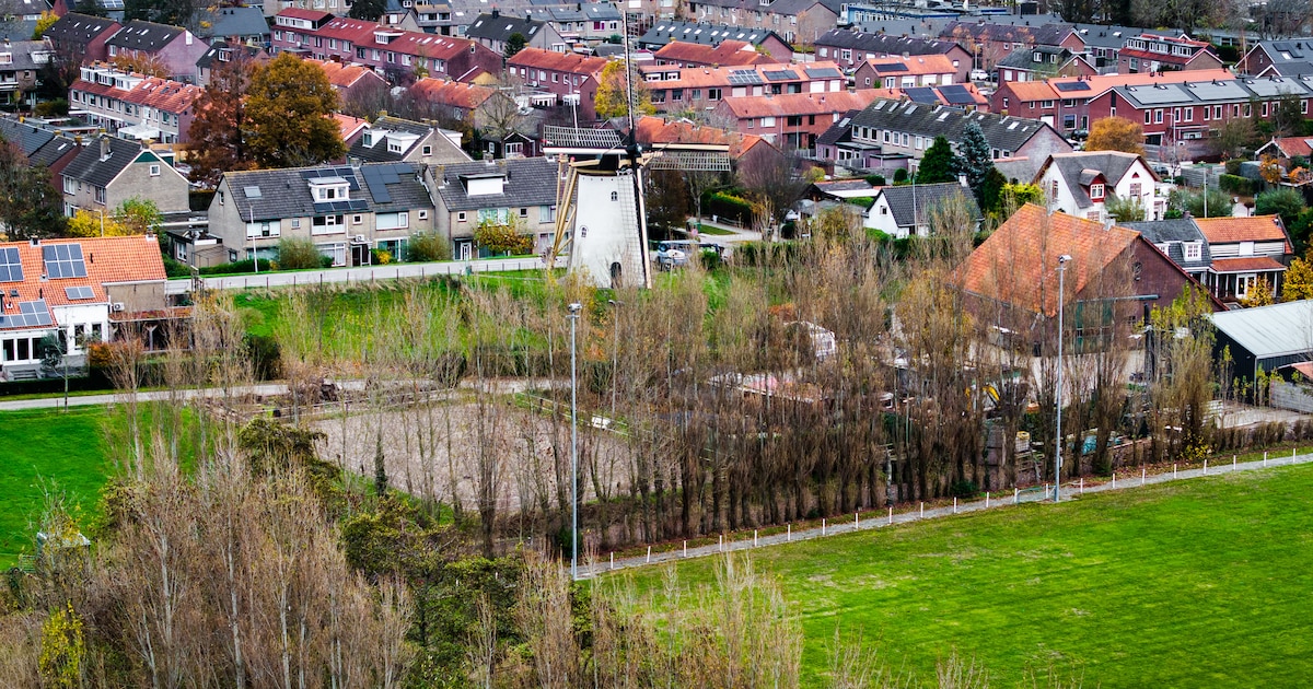 Rij bomen houdt wind tegen en daar heeft de molenaar last van: ‘Molens ...