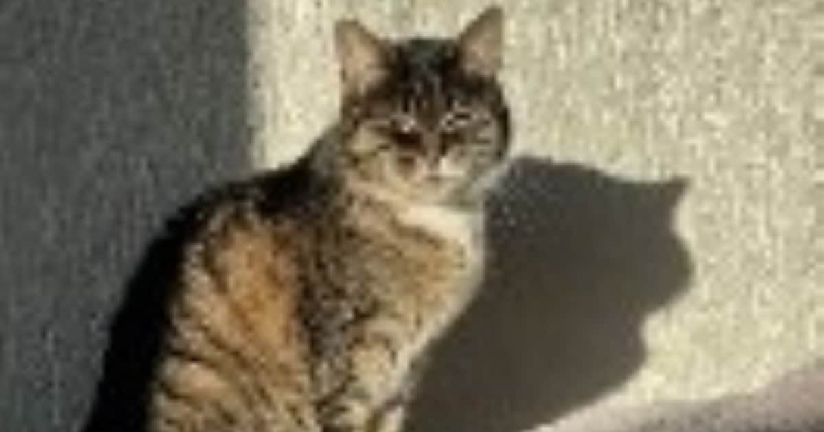 Heb jij Beertje, George of Siepie gezien? Deze zes huisdieren worden in ...