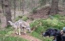 Wolf doodt hond? Pech gehad. Wolf doodt schaap? Je krijgt geld: waarom ...