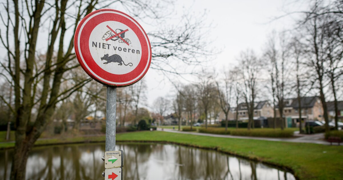 Muizenplaag? Amersfoort wil bij overlast-hotspot voerverbod voor dieren ...