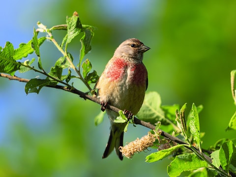 Meer natuur op erven in Hollands Kroon | Regio | AD.nl