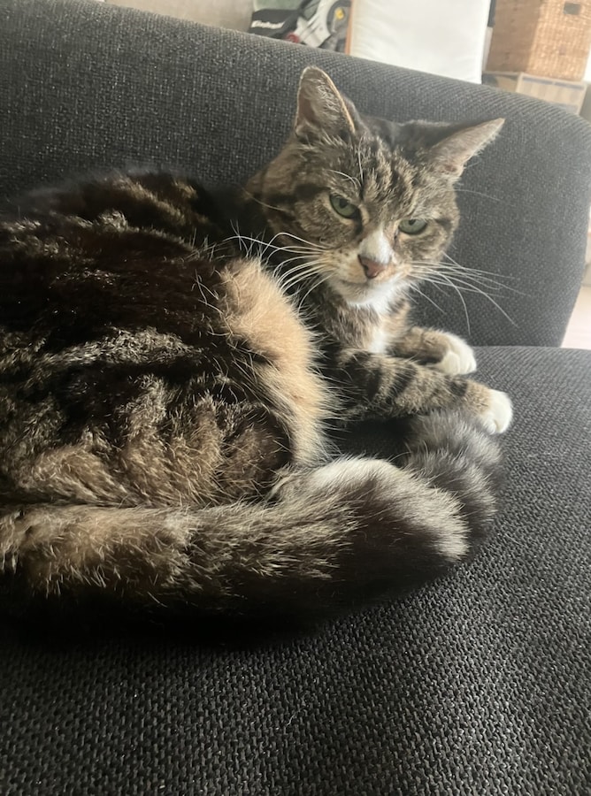 Heb jij Casper of Tiger gezien? Deze twee huisdieren worden in ...