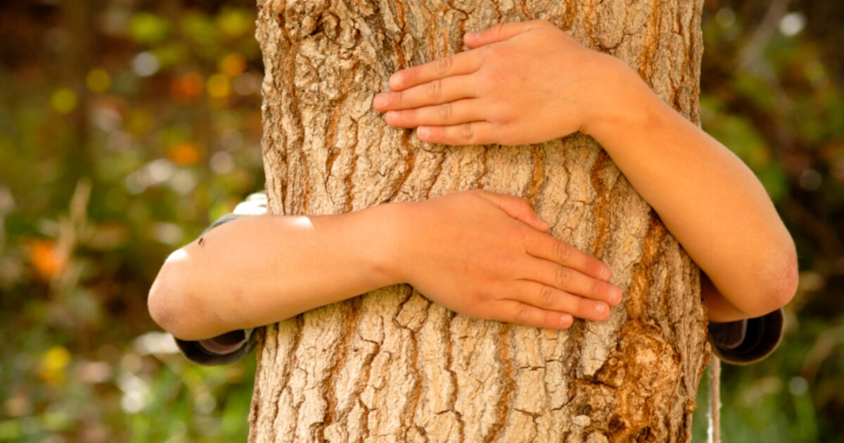 Nederlands record: 88 boomknuffelaars | Nieuws | AD.nl