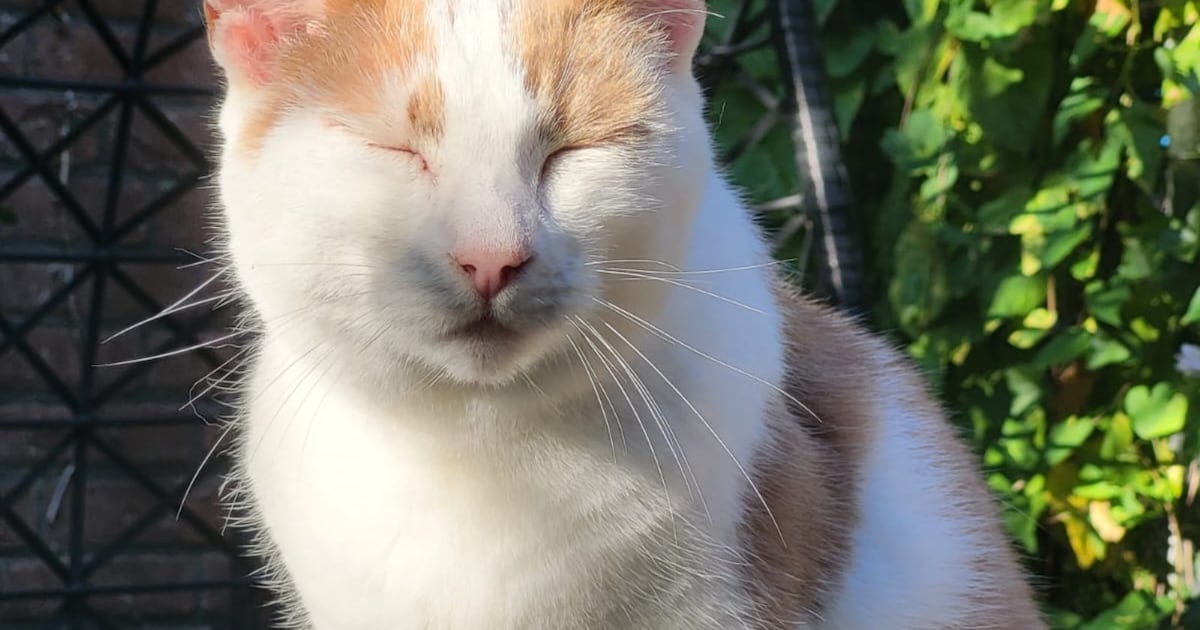 Heb jij Zazoe, Dobby of Nova gezien? Deze vijf huisdieren worden in ...