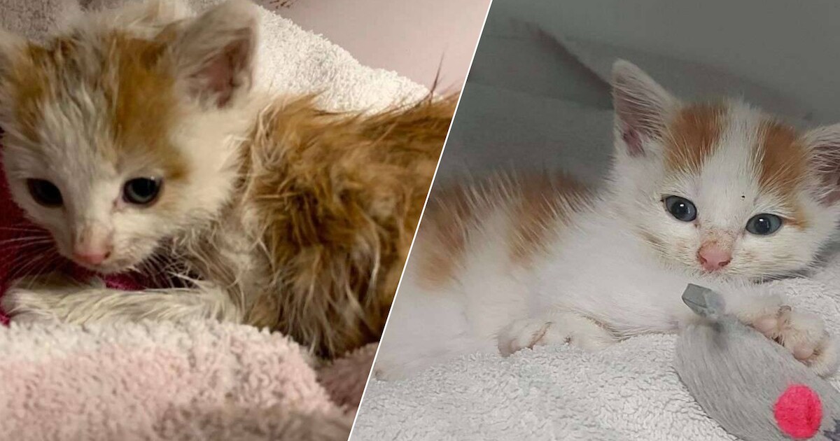 Uitgedroogde en vermagerde kitten van A12 gered: ‘Eet nu als een ...