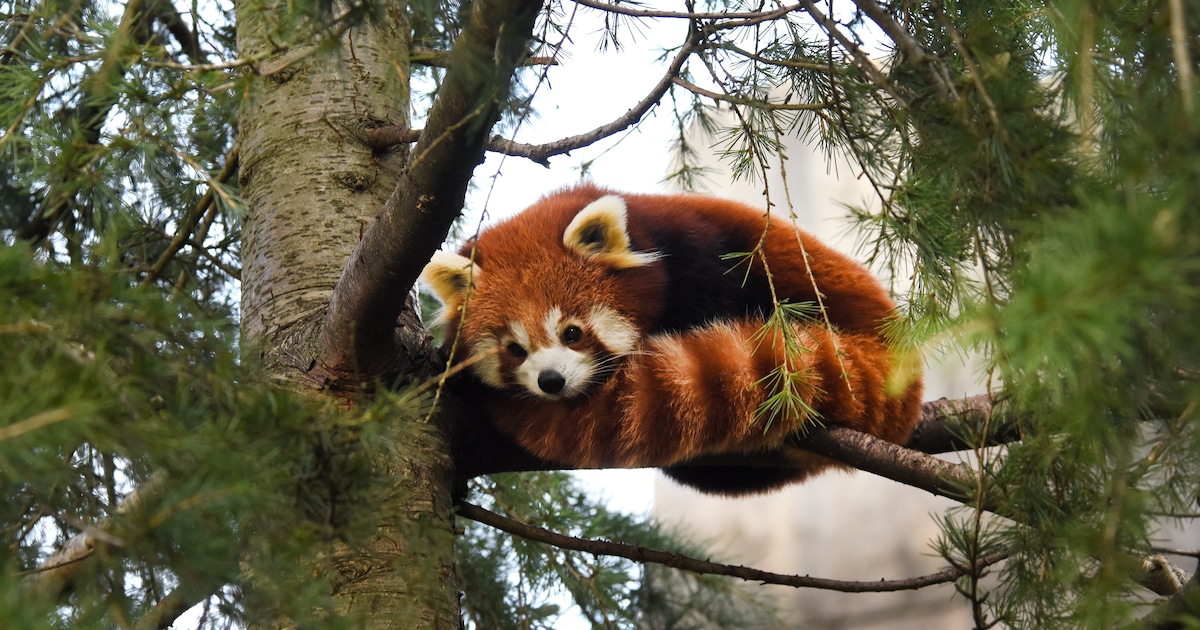 Diergaarde Blijdorp stuurt twee rode panda’s naar India | Regio | AD.nl