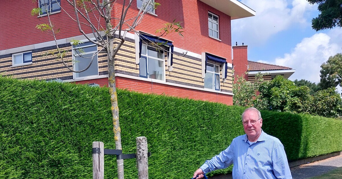 Jonge bomen hebben het moeilijk in te droge zomer: ‘Pak zelf ook af en toe een emmertje’, zegt ...