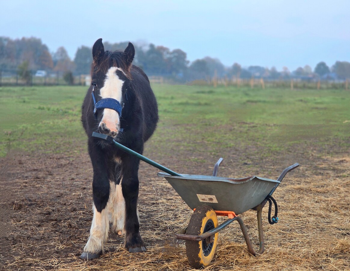 Veulen ingeslapen nadat vuurwerk naar hem wordt gegooid: 'Hij was een ...