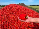 Berg rode paprika’s zorgt voor woede op Facebook, boer legt uit: ‘Ze ...
