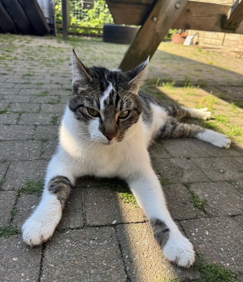 Heb jij Tom Poes, Balou of Bobby gezien? Deze drie huisdieren worden in ...