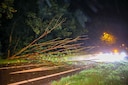 Boom belandt op A50 bij Epe, afrit korte tijd dicht | Foto | AD.nl