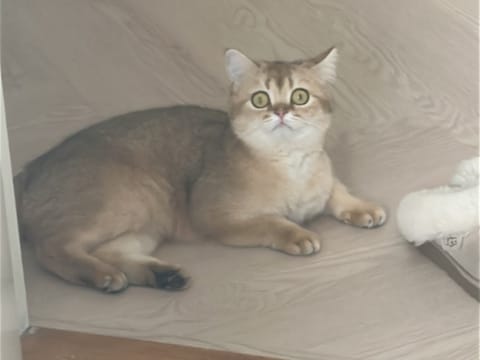 Heb jij Nola of Binti gezien? Deze twee huisdieren worden in Bunnik ...