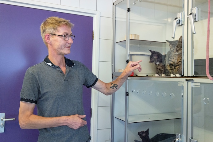 Dierenasiels zitten vol met kittens: 'Eigenlijk is het gekkenwerk ...