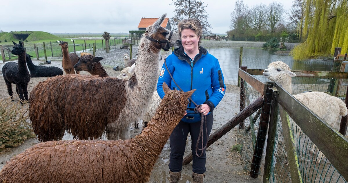 Harry de Friese lama is snel thuis tussen de alpaca’s in Aagtekerke ...