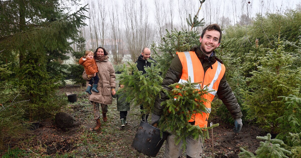 Als je elke kerst dezelfde adoptieboom hebt, kun je ‘m net zo goed een ...