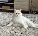 Heb jij Balou, Oscar of Sterre gezien? Deze drie huisdieren worden in ...
