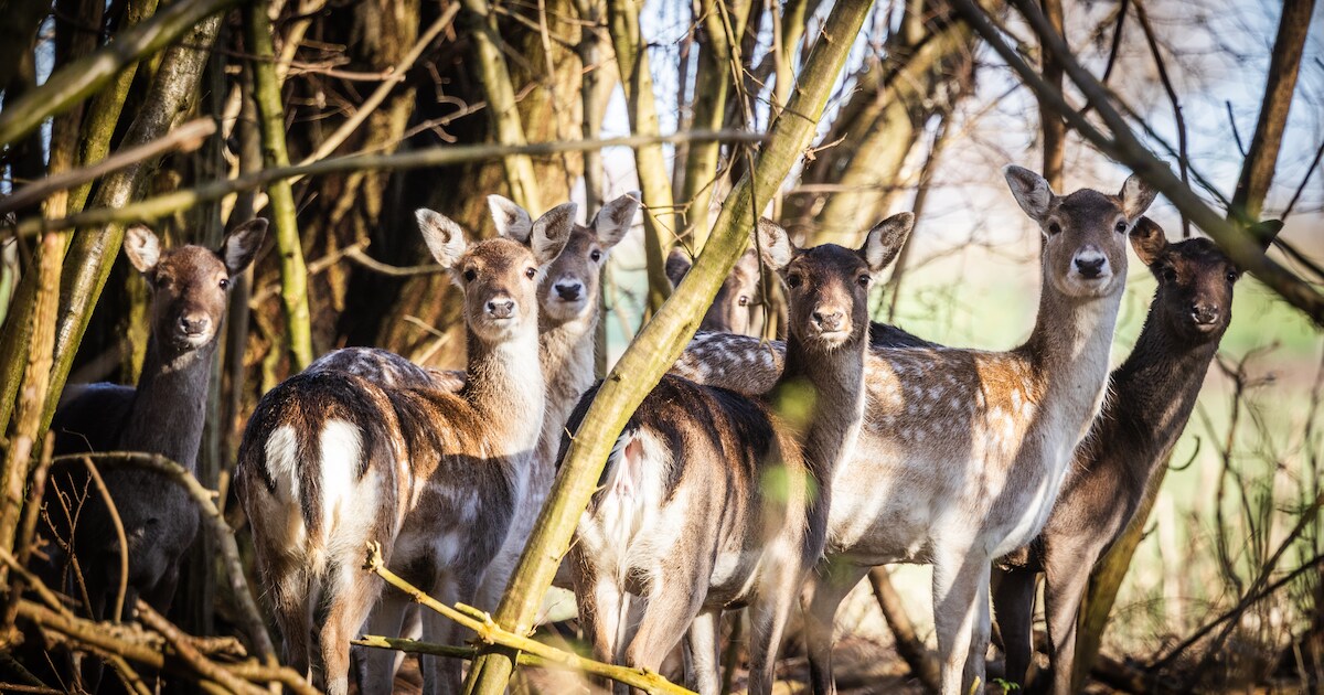 Onthoofd damhert gevonden in Hoeksche Waard: ‘Dit komt keihard binnen ...