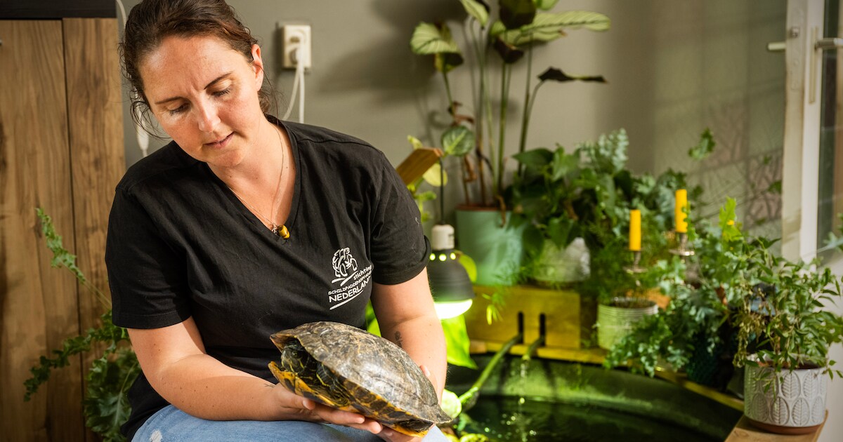 Dierenambulance heeft handen vol aan schildpadden die uit winterslaap ...