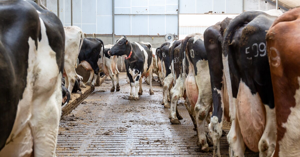 Boeren dwingen minder vee te houden? Gelderland wil het anders doen ...