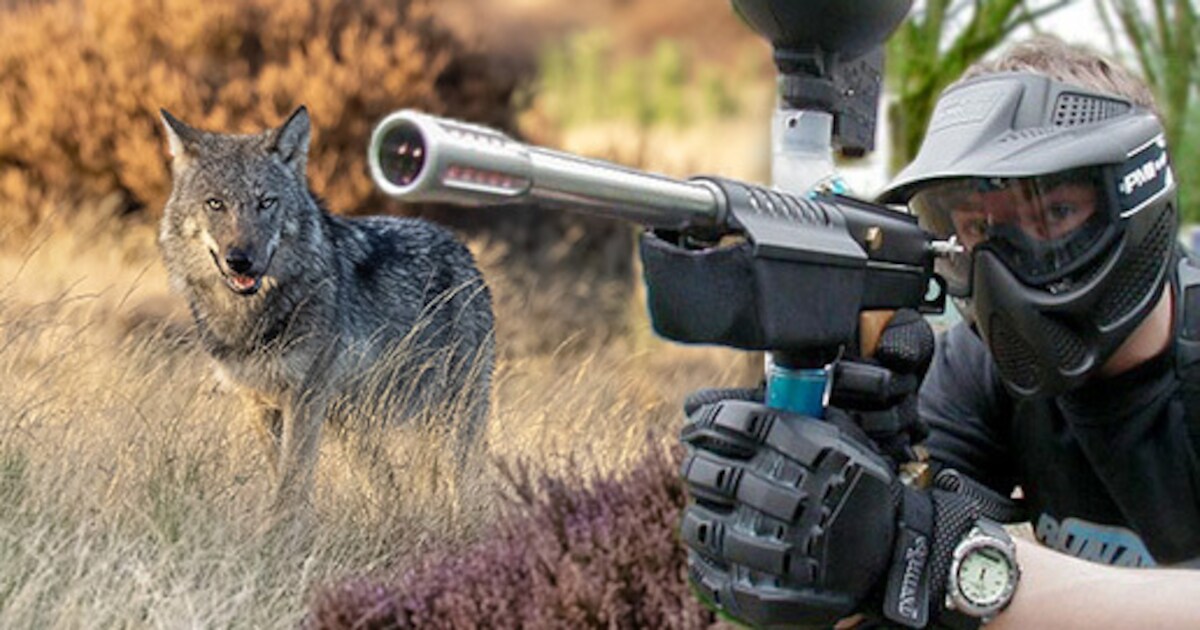 Paintballschieten op wolf Hoge Veluwe blijft nog zeker een week verboden | Binnenland | AD.nl