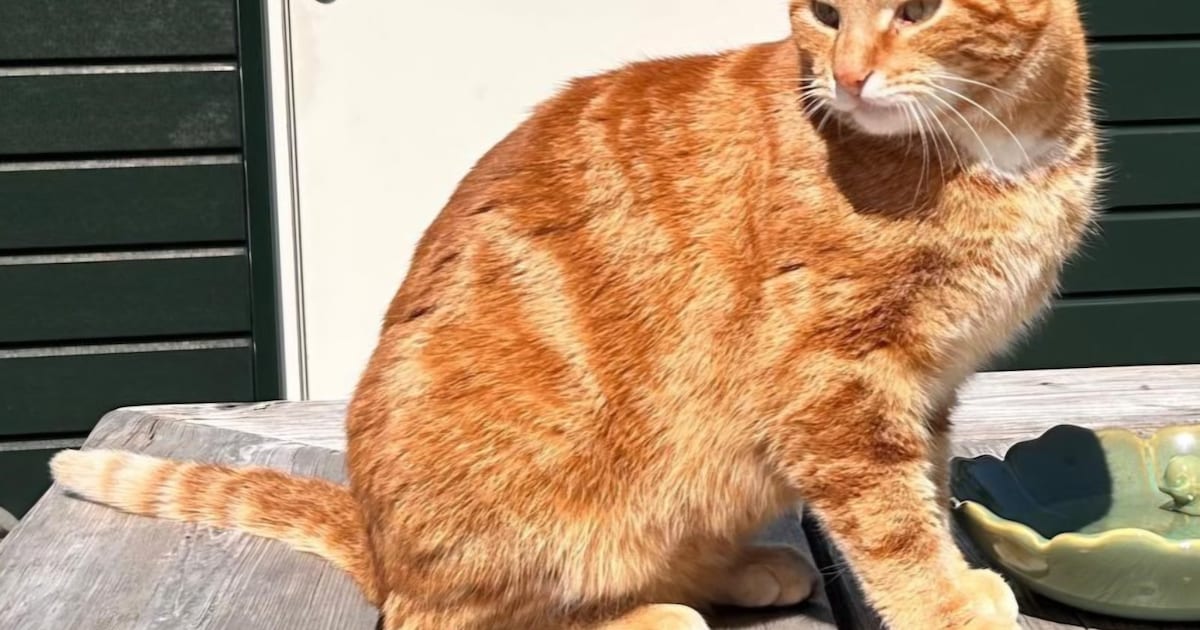 Heb jij Rocky gezien? Dit huisdier wordt in Bergen vermist | Regio | AD.nl
