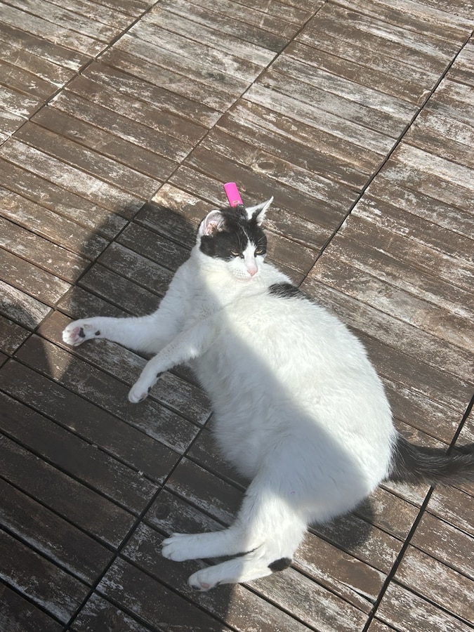 Heb jij Neil, Pinky of Sun gezien? Deze vijf huisdieren worden in ...