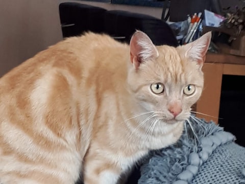 Heb jij Bincky gezien? Dit huisdier wordt in Stadskanaal vermist ...