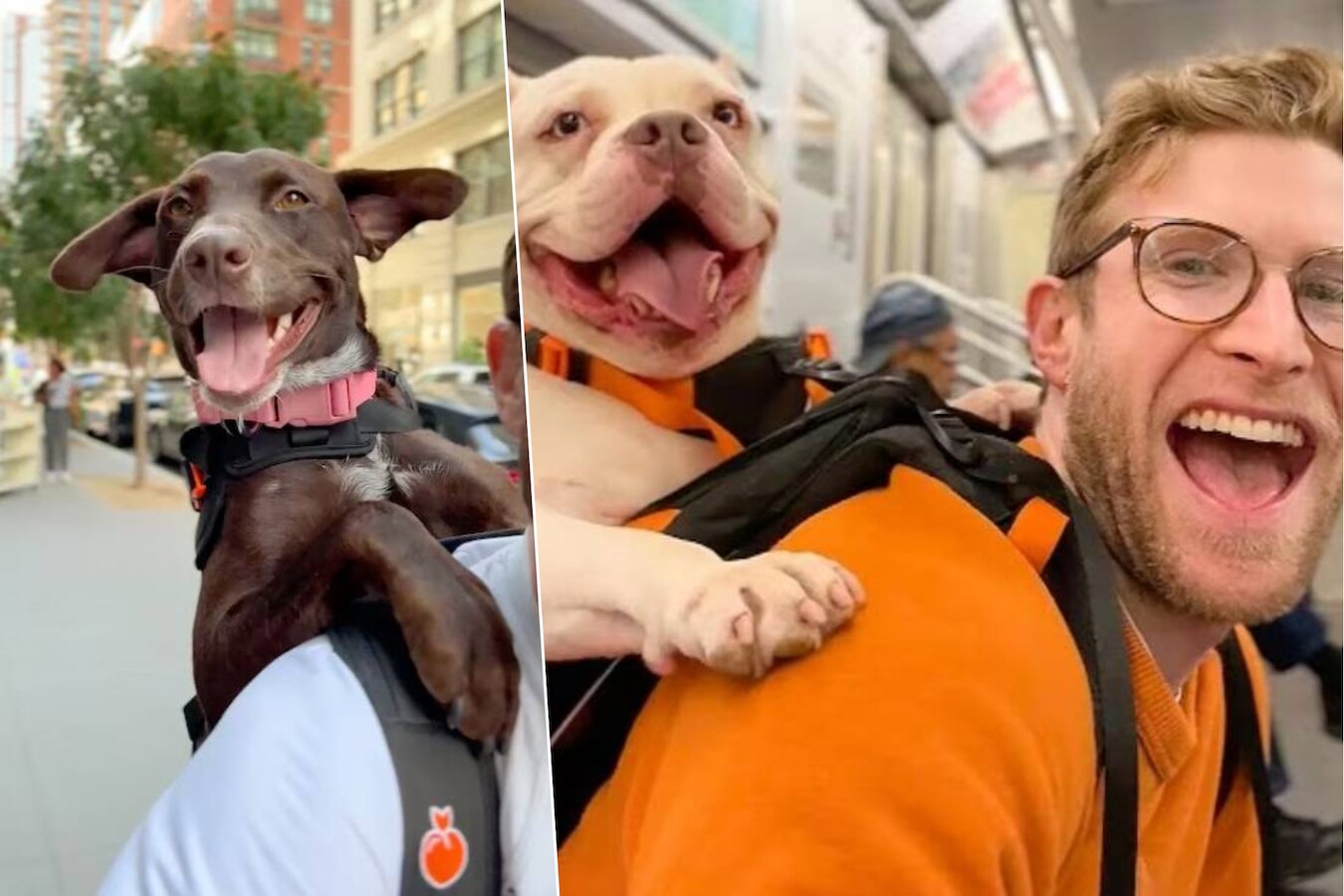 Rugzakreiziger in New York bezorgt asielhonden nieuw baasje: ‘Ze wilde ...