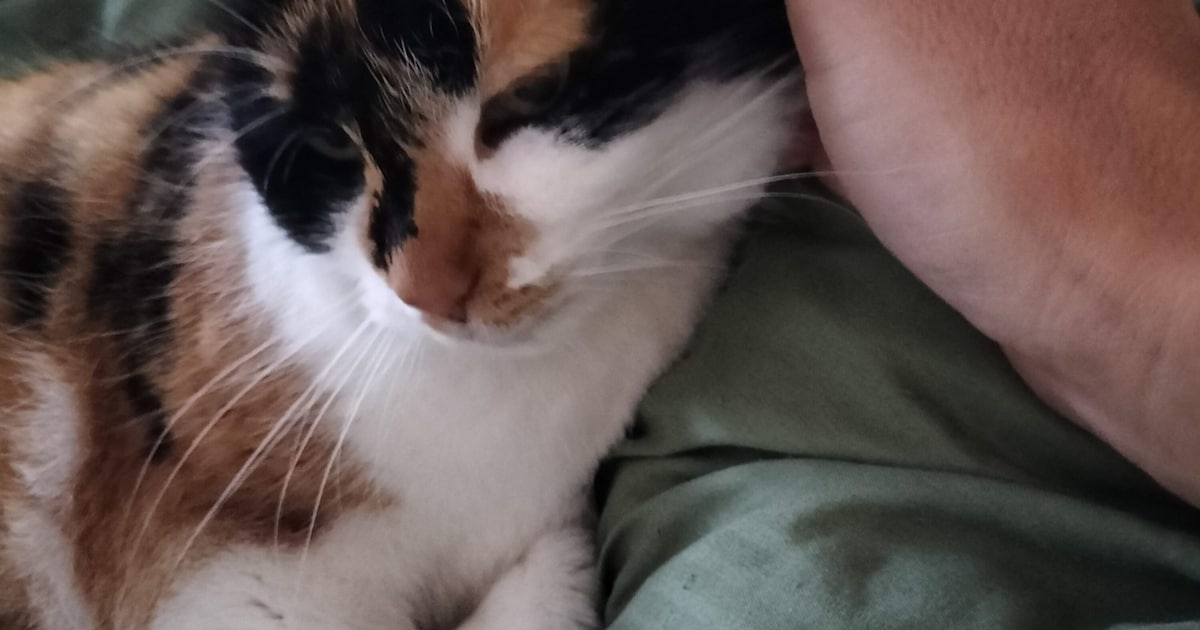 Heb jij Noa, Rooie of Lizzy gezien? Deze zeven huisdieren worden in ...