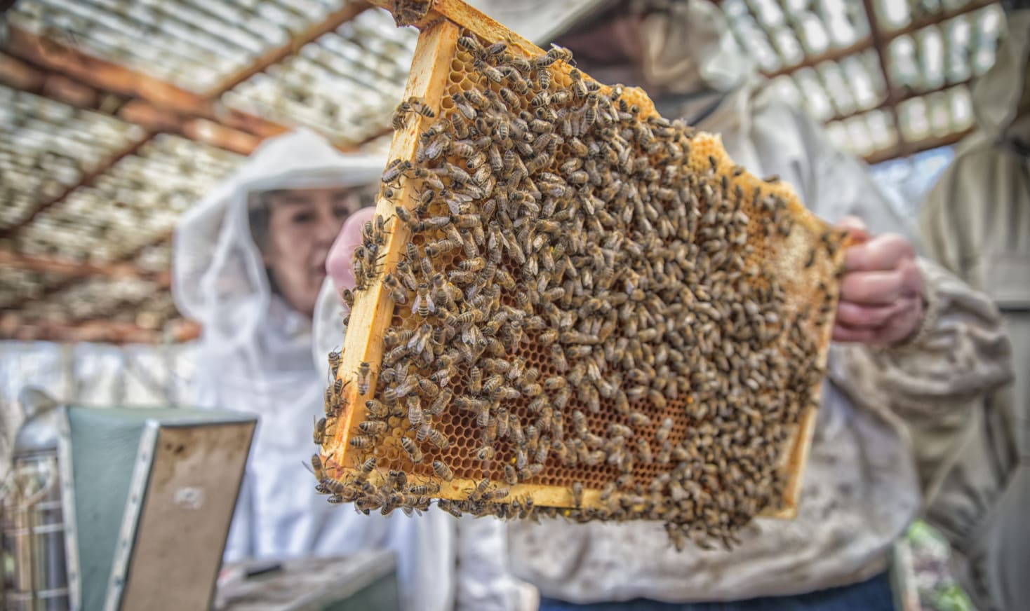 IVN Uden neemt kinderen mee naar imker tijdens activiteit ‘Bezige Bijen ...