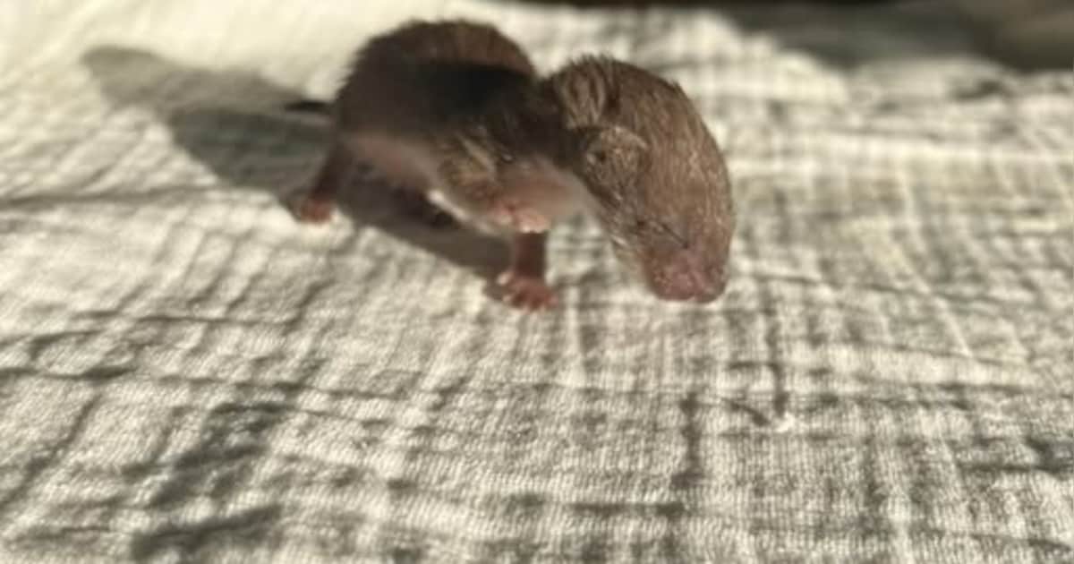 Baby wezel gevonden tijdens werkzaamheden in tuin: Wildopvang De Bonte ...