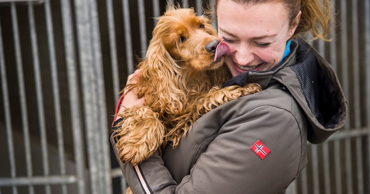 Dierenasiel is leeg maar slaakt tóch noodkreet: ‘Koop geen coronahond ...