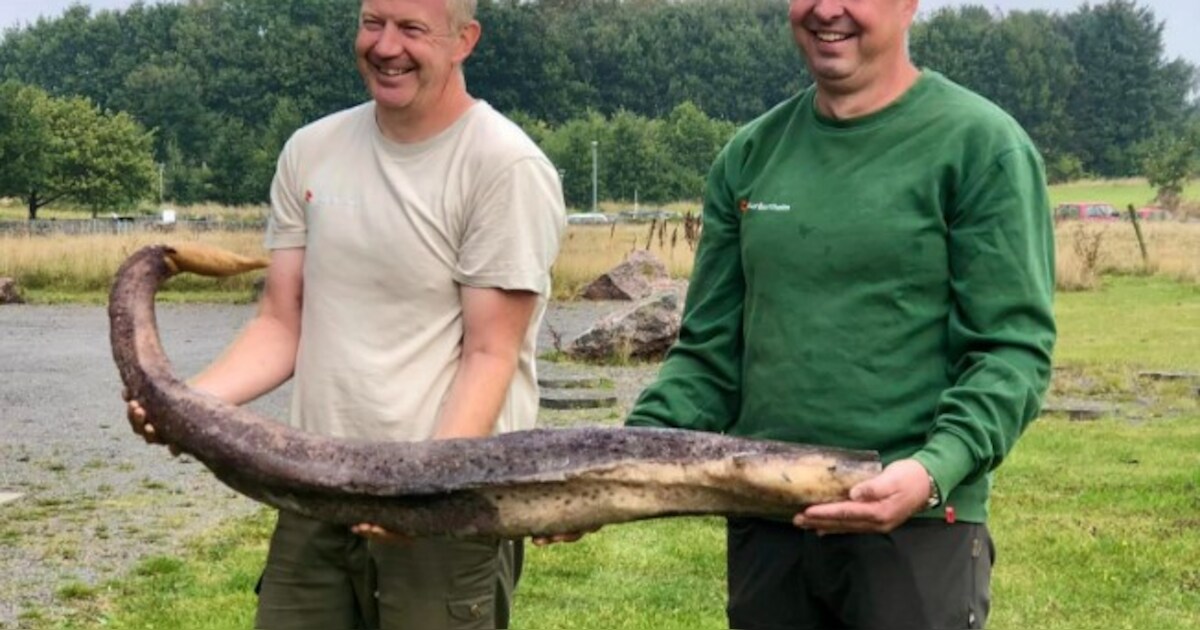 Gids denkt dat hij ‘gigantische zeeslang’ vindt, maar het blijkt een ...