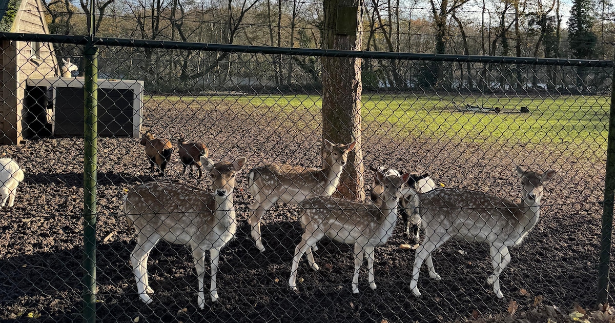 Geiten, herten en lama’s weg, buren boos: ‘Niet gecommuniceerd ...