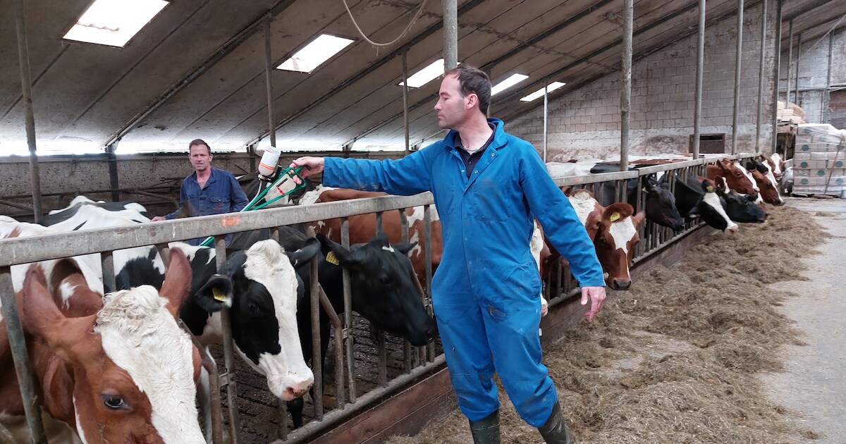 Boer Leon kan weer rustig ademhalen: Zijn vee is ingeënt tegen het blauwtongvirus | Alphen aan ...