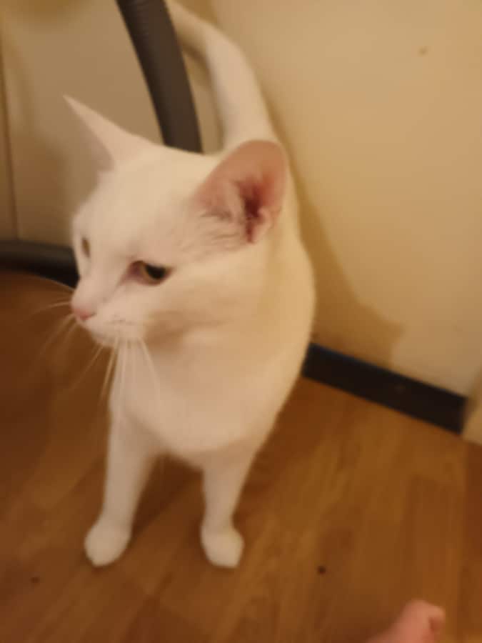 Heb jij Snow, Yuki of Lisa gezien? Deze vier huisdieren worden in ...