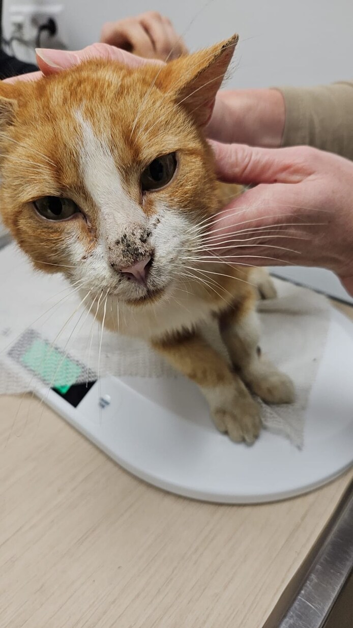 Aanhankelijke kat uit de buurt strompelt rond met kogel in poot ...