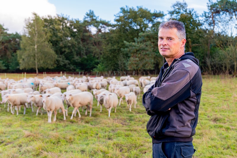 Boer Gert verloor in paar maanden tijd bijna 90 schapen aan de wolf ...