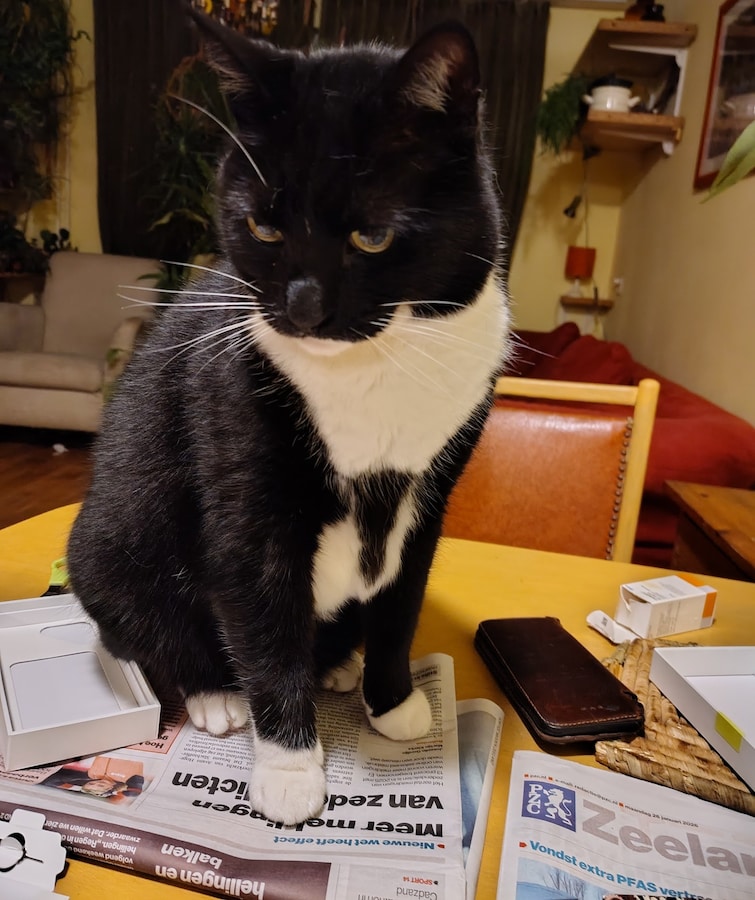 Heb jij Donder, Babu of Pip gezien? Deze vier huisdieren worden in ...
