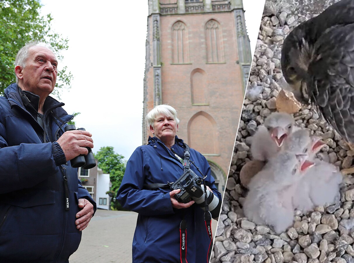 Wereldwijd keken mensen naar Amersfoortse Smallie, nu is de slechtvalk ...
