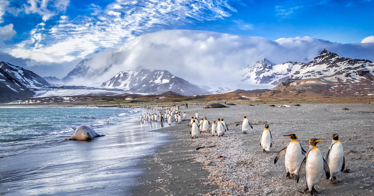 Grootste ijsschots ter wereld op ramkoers: hongerdood dreigt voor ...